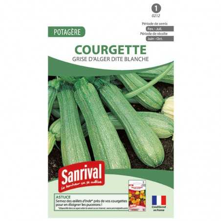 Courgette Grise d'Alger dite blanche
