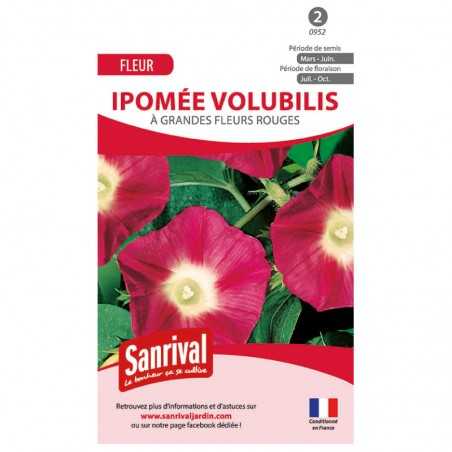 Graines d'Ipomée Volubilis à grandes fleurs rouges pas chères