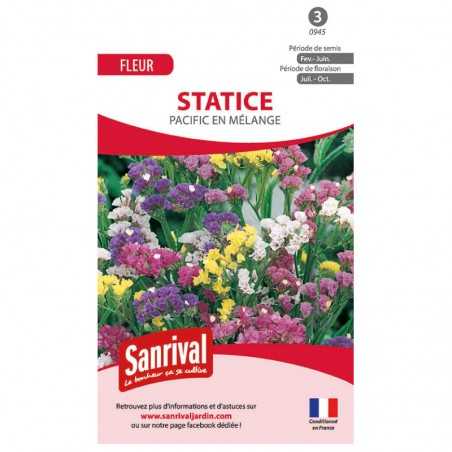 Graines de Statice Pacific en mélange très facile à semer