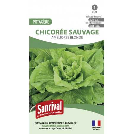 Chicorée sauvage Améliorée blonde